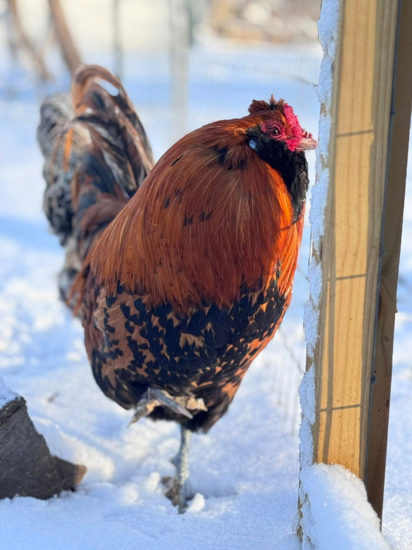 Hatching Eggs – The Bloom-n-Hen Homestead